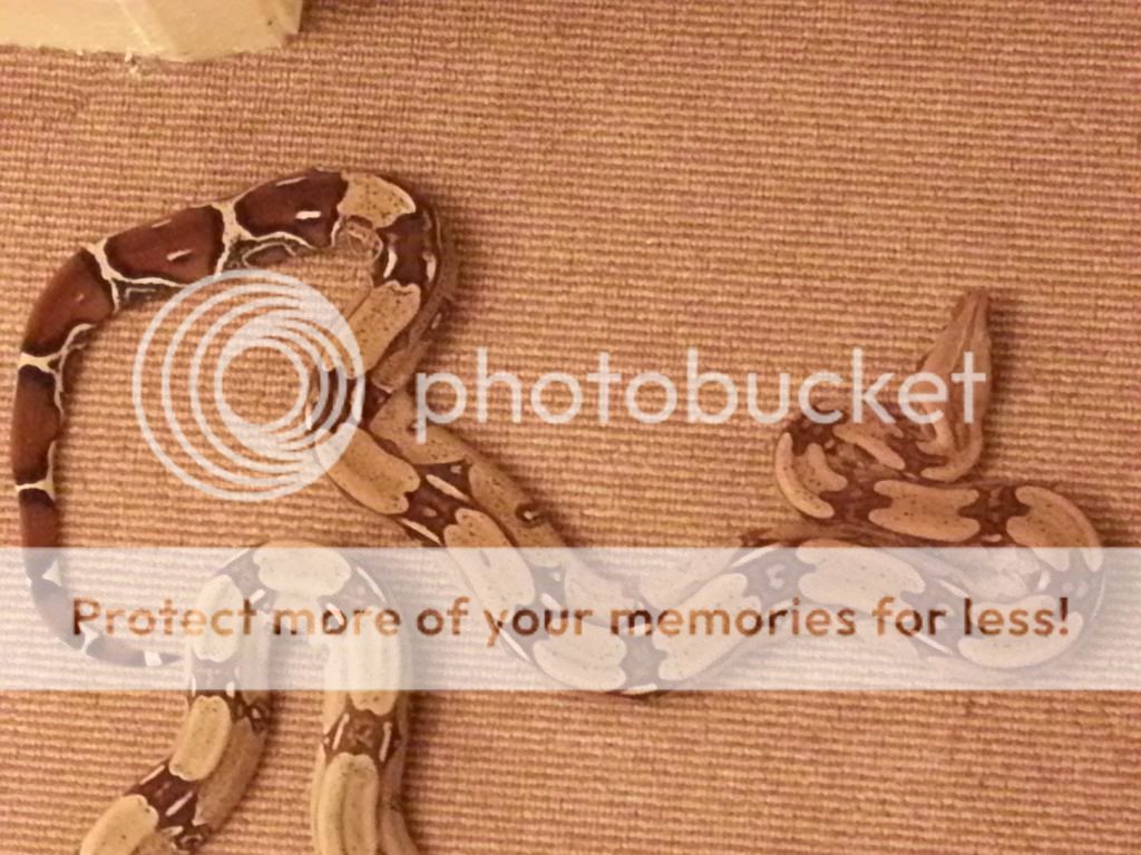 Male 2010 Suriname Bcc | Reptile Forums