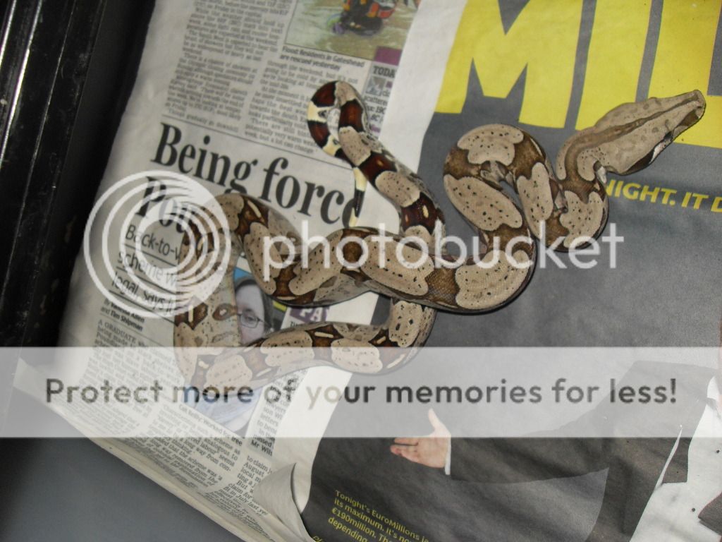 Locality Bcc | Reptile Forums